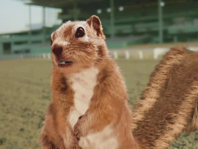 SpongeBuddy Mania - SpongeBob Episode - Rodeo Daze