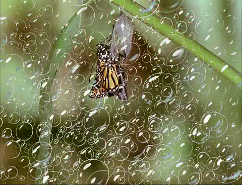 SpongeBuddy Mania - SpongeBob Episode - Wormy